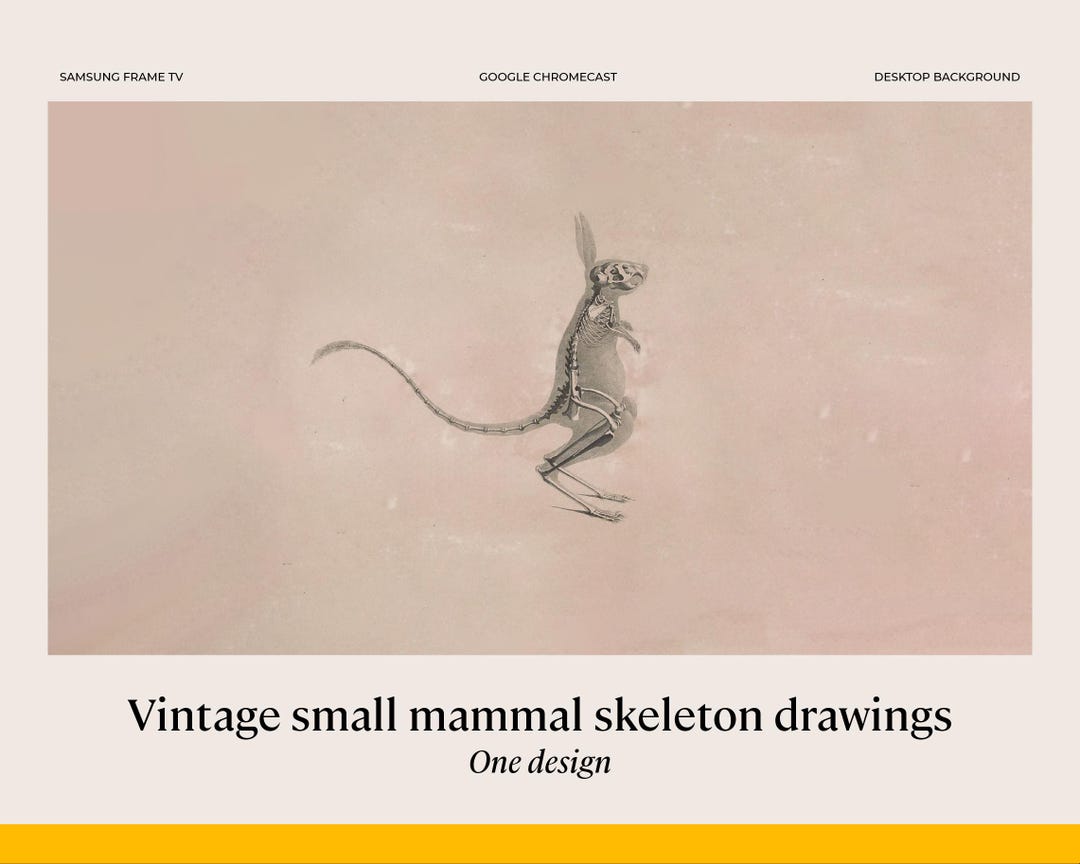 Vintage Anatomical Drawing of a Jerboa as a Digital Print Digital ...