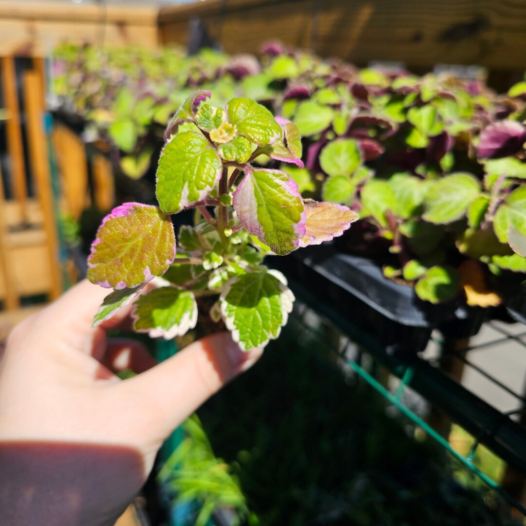 Variegated Swedish Ivy Tricolor pink White Green Starter - Etsy