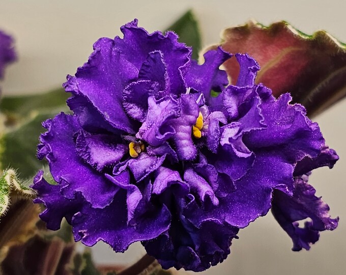 African Violet vat Dark Mistress 2 Leaf Cuttings - Etsy