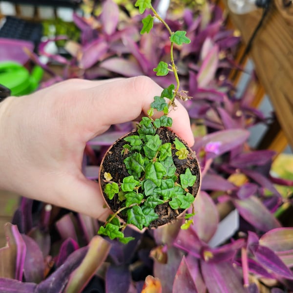 String of Frogs - Etsy