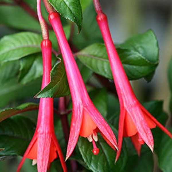 Orange and Fuchsia - Etsy