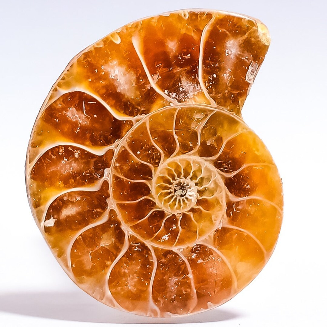 Natürlicher Ammonit Fossil Edelstein Cabochon 33 x 27 x 7 mm - Etsy.de