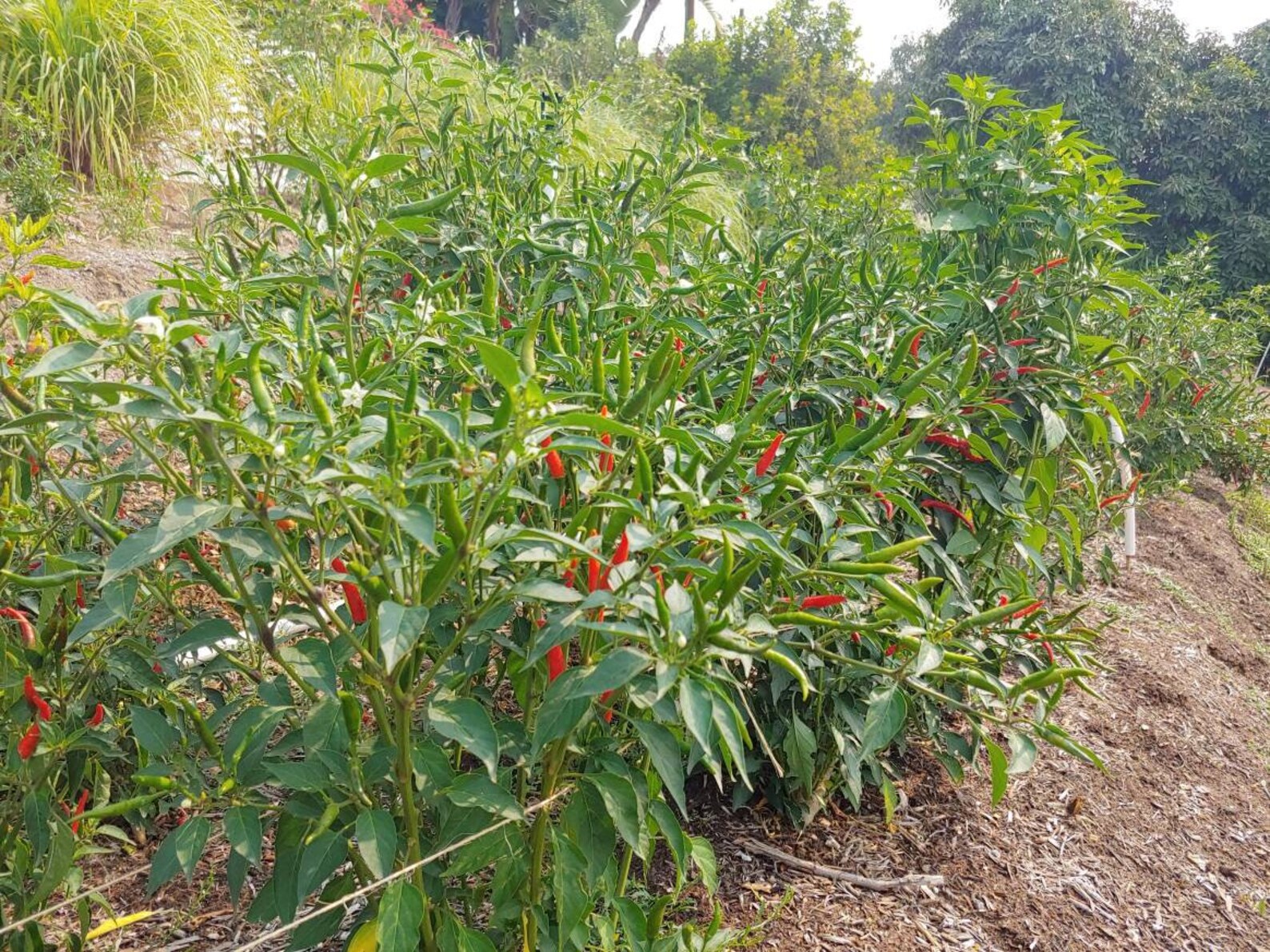 50seeds. Thai hot pepper seed. Thai chili seed. Jinda pepper | Etsy