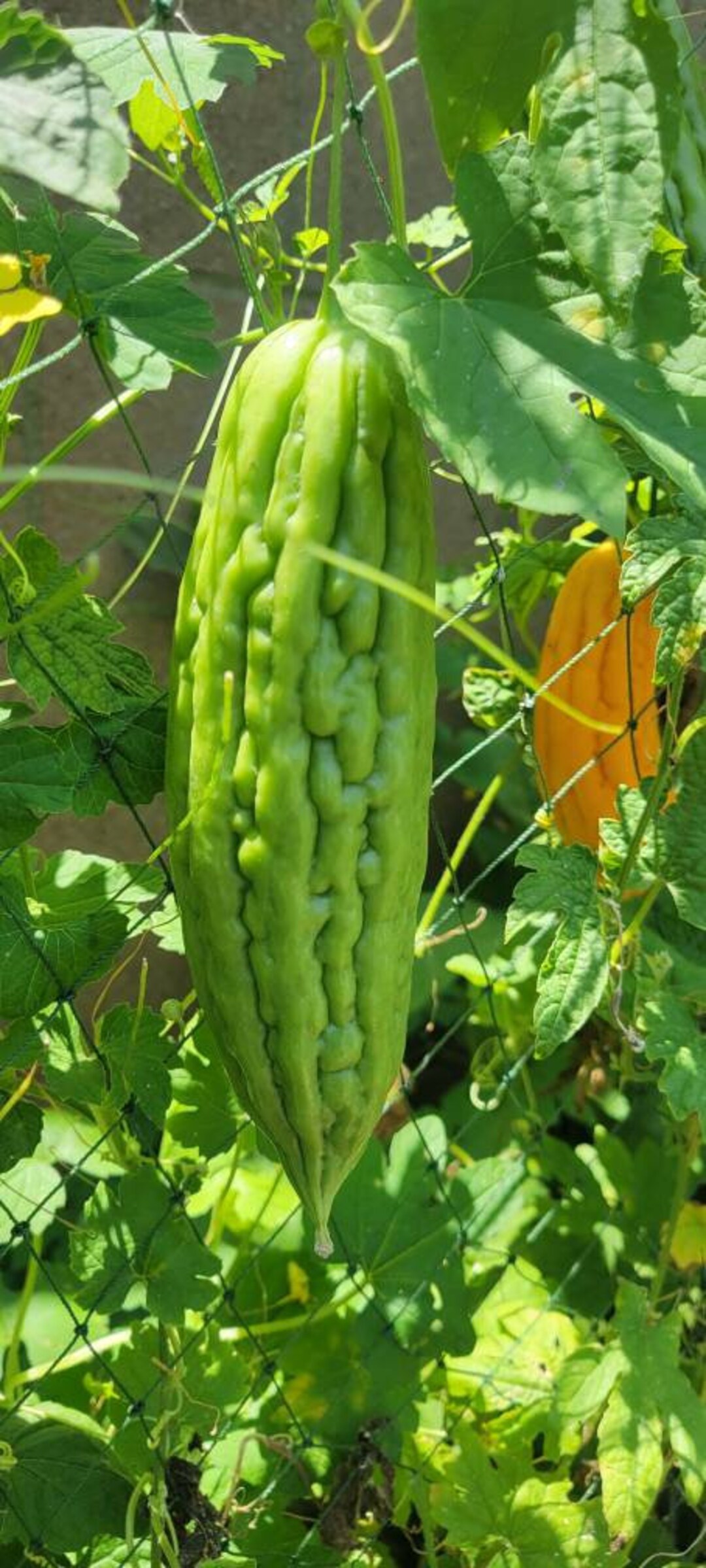 15seeds. Bitter Melon Seed,bitter Gourd Seed.chinese Bitter Gourd.balsam Apple, Leprosy Gourd - Etsy