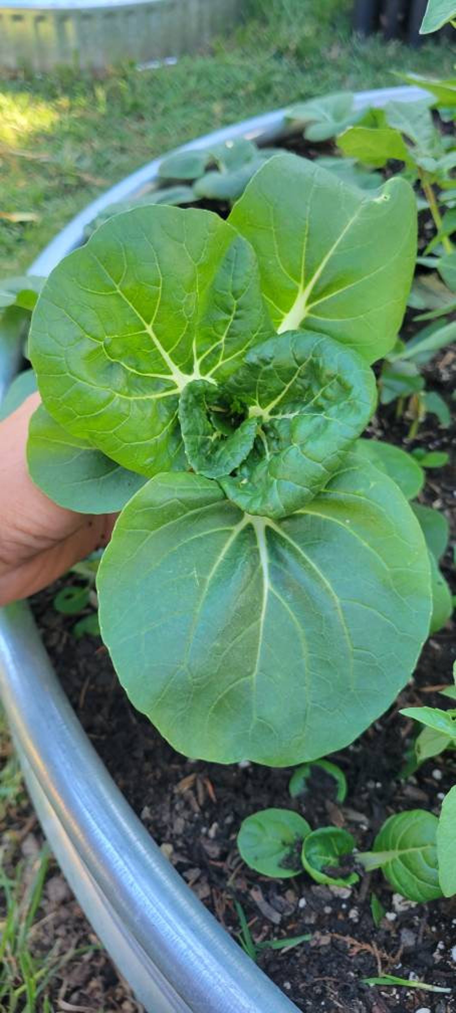 200seeds.white Baby Bok Choy Seeds.baby Milk Bok Choy - Etsy