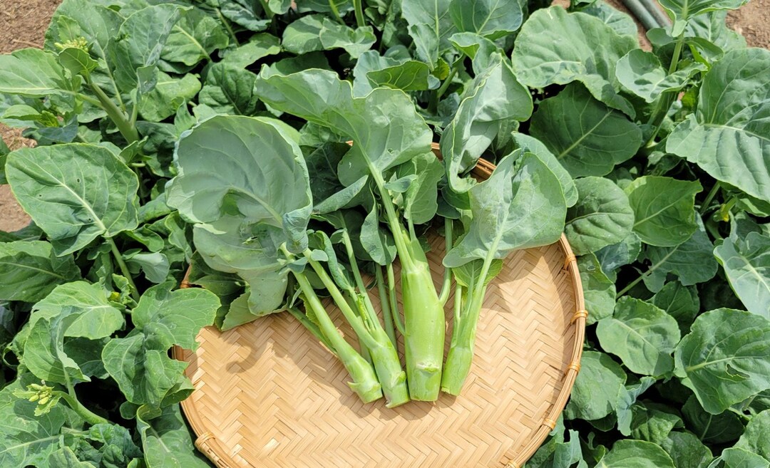 200seeds. Chinese Kale Seeds. Gai Lan Seeds. Kai Lan Seeds. Chinese ...