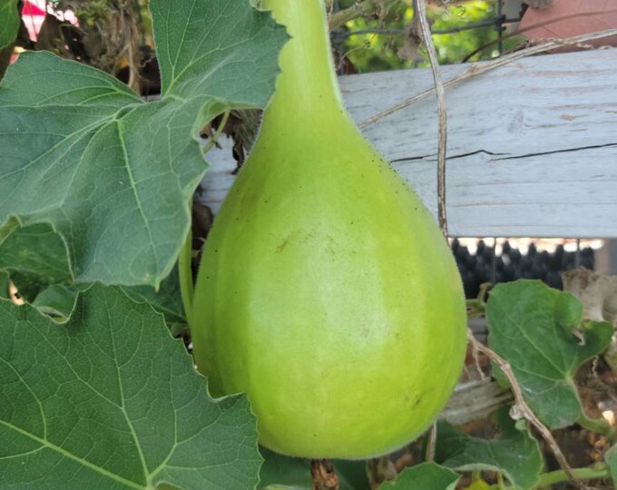 25seeds.bottle Gourd Seeds. Calabash Gourd Seeds - Etsy