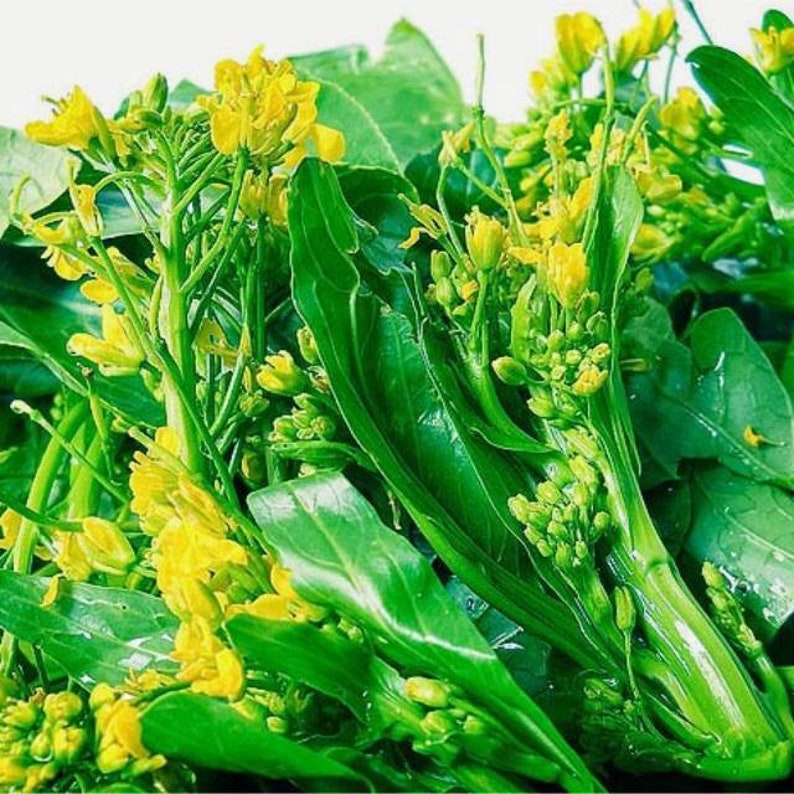 500seeds.choy Sum Seed. Choi Sum.cai Xin. Chinese Flowering - Etsy