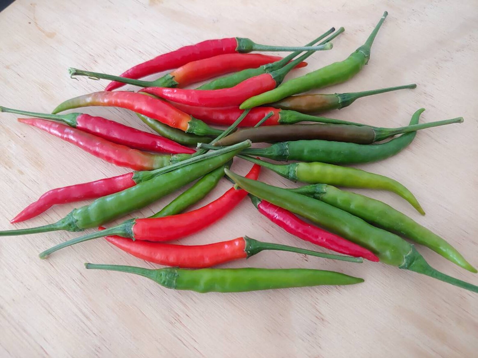50seeds. Thai hot pepper seed. Thai chili seed. Jinda pepper seeds ...