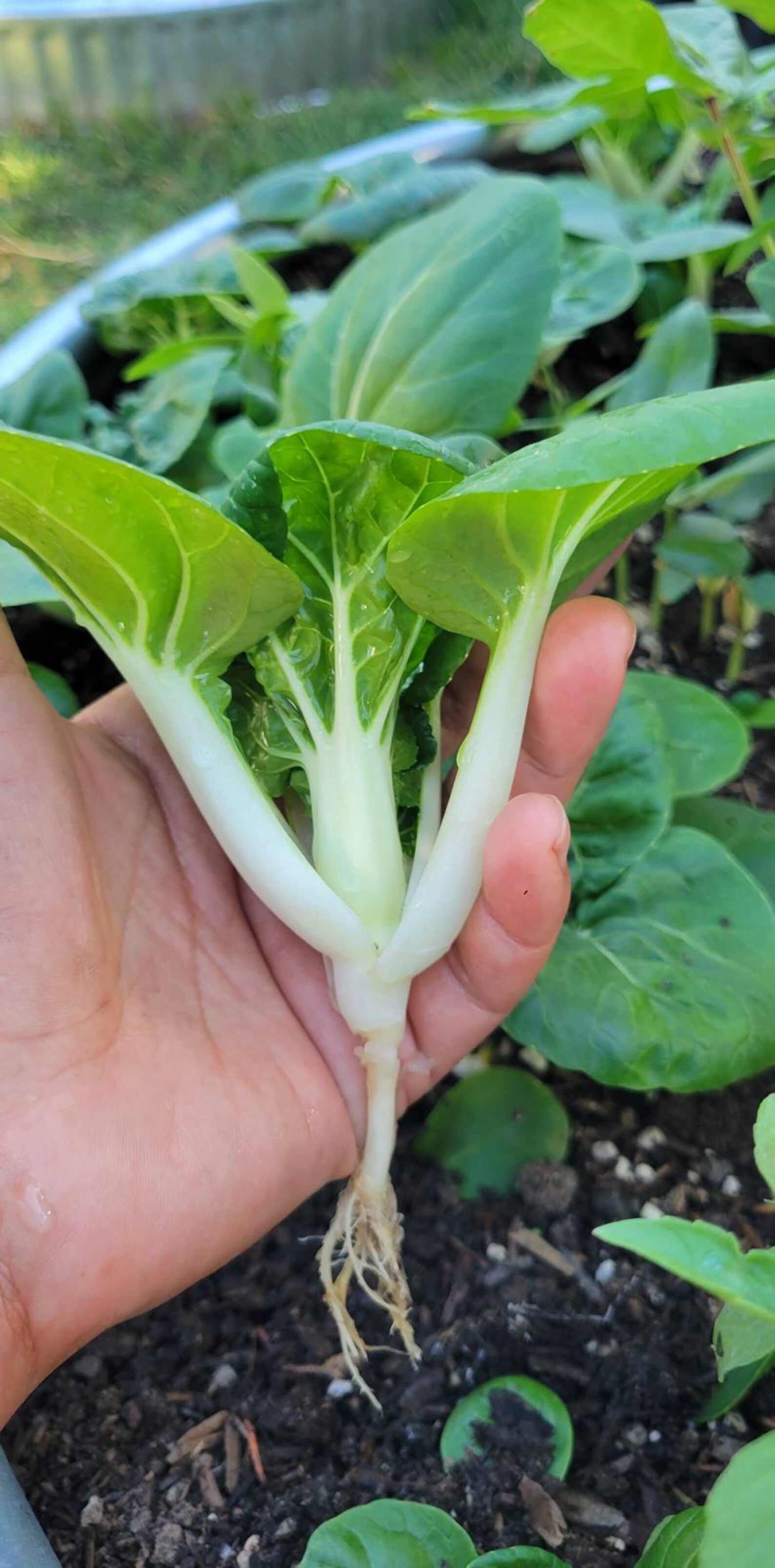 200seeds.white Baby Bok Choy Seeds.baby Milk Bok Choy - Etsy