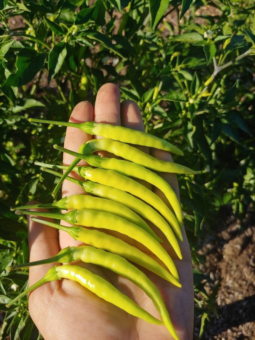 50seeds .Thai white pepper seed. Thai hot chili seed. | Etsy