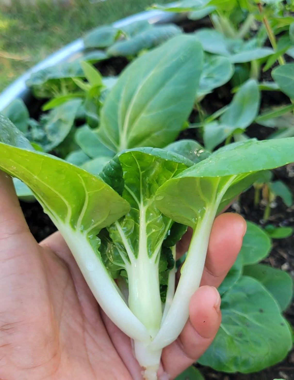 200seeds.white Baby Bok Choy Seeds.baby Milk Bok Choy - Etsy