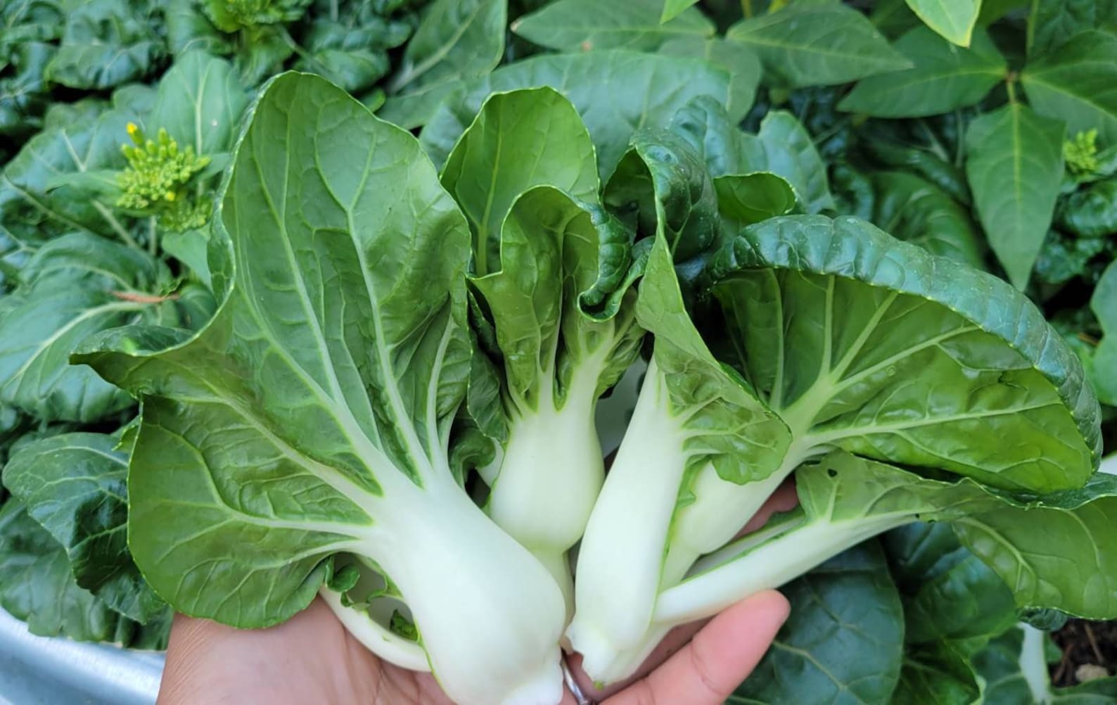 200seeds.white Baby Bok Choy Seeds.baby Milk Bok Choy - Etsy