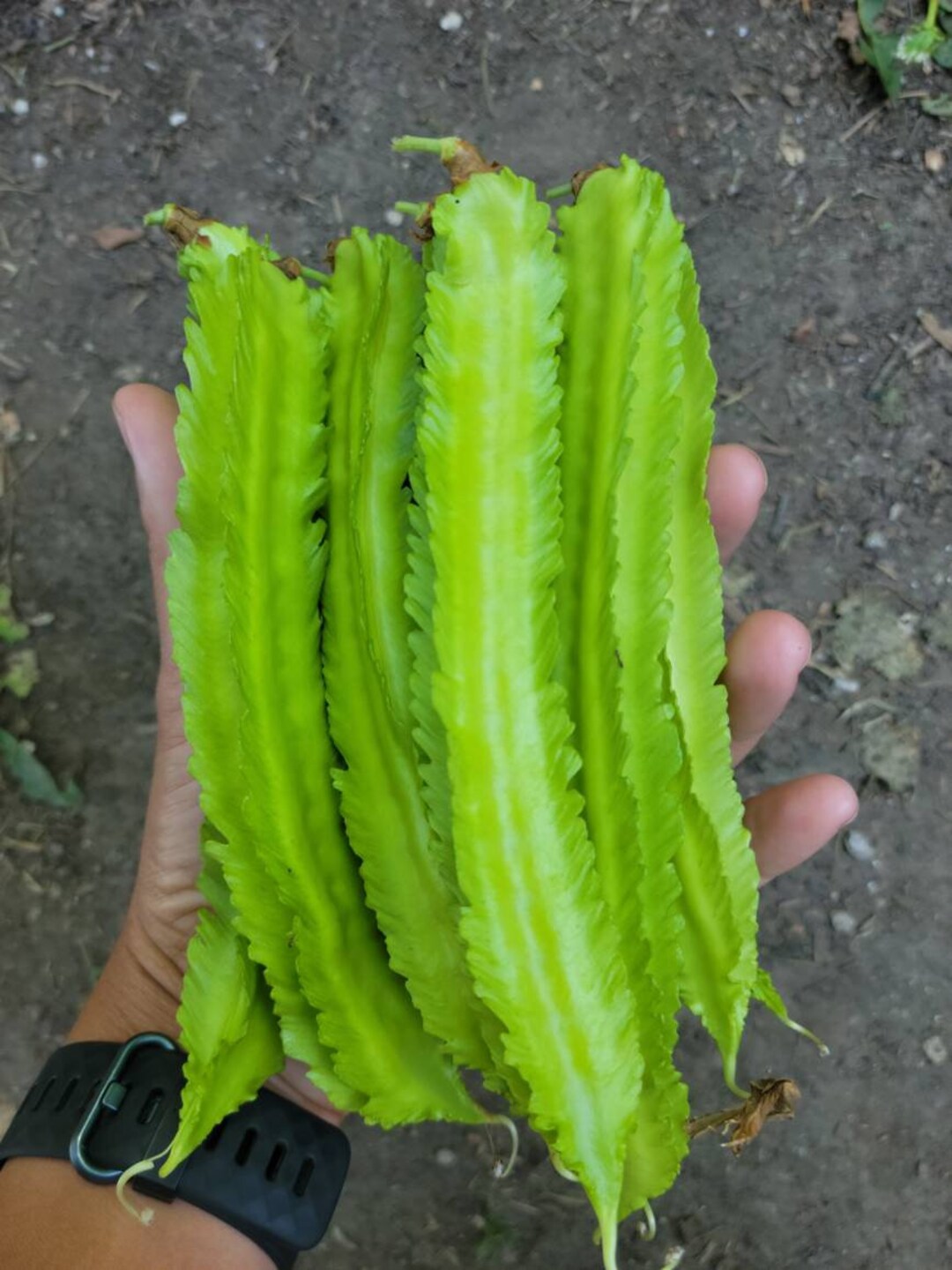 25seeds. Winged Bean Seedcigarillas, goa Bean, four-angled Bean, four ...