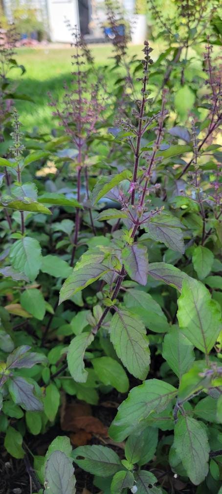 2000seeds. Red Holy Basil. Thai Holy Basil Seed. Tulsi Seed. - Etsy