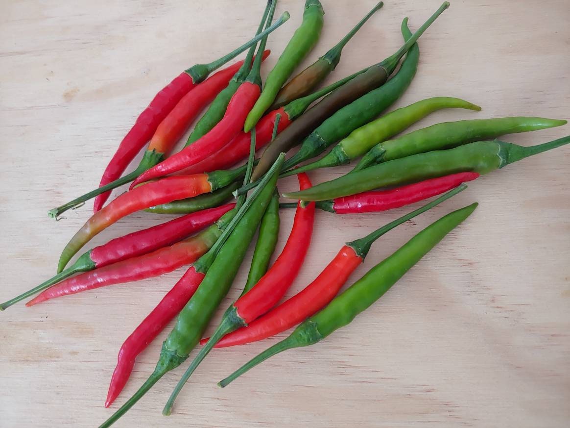 50seeds. Thai hot pepper seed. Thai chili seed. Jinda pepper | Etsy