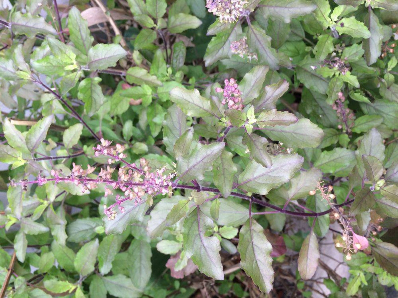 2000seeds. Red Holy Basil. Thai Holy Basil Seed. Tulsi Seed. - Etsy