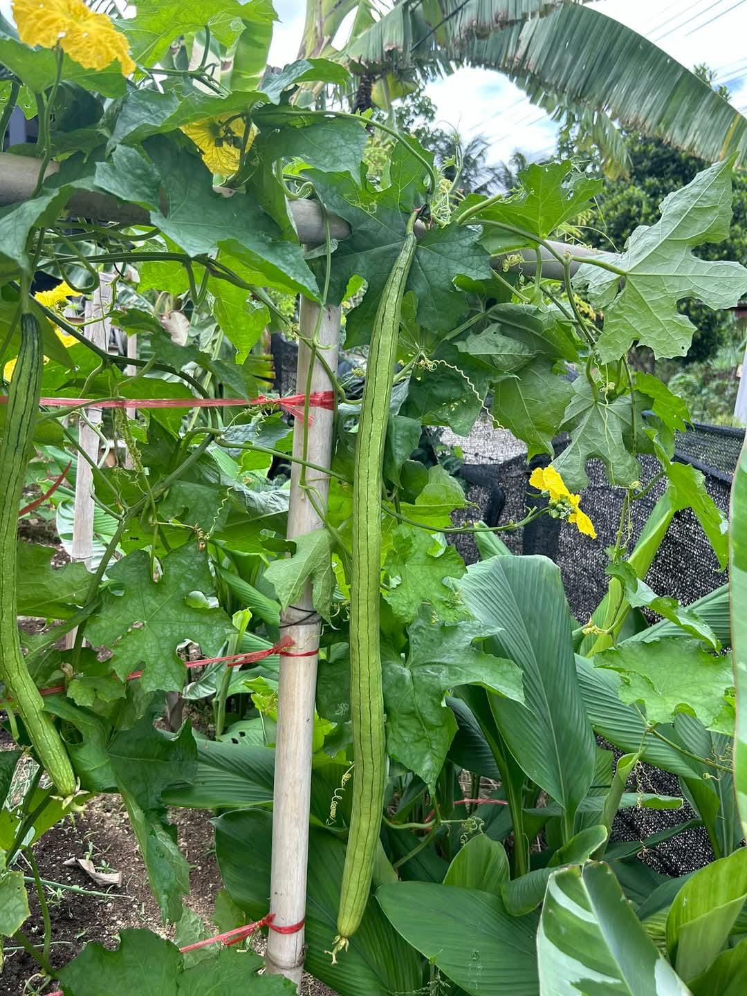 15seeds. Extra Long Loofah Seeds. Sponge Ground Extra Long - Etsy
