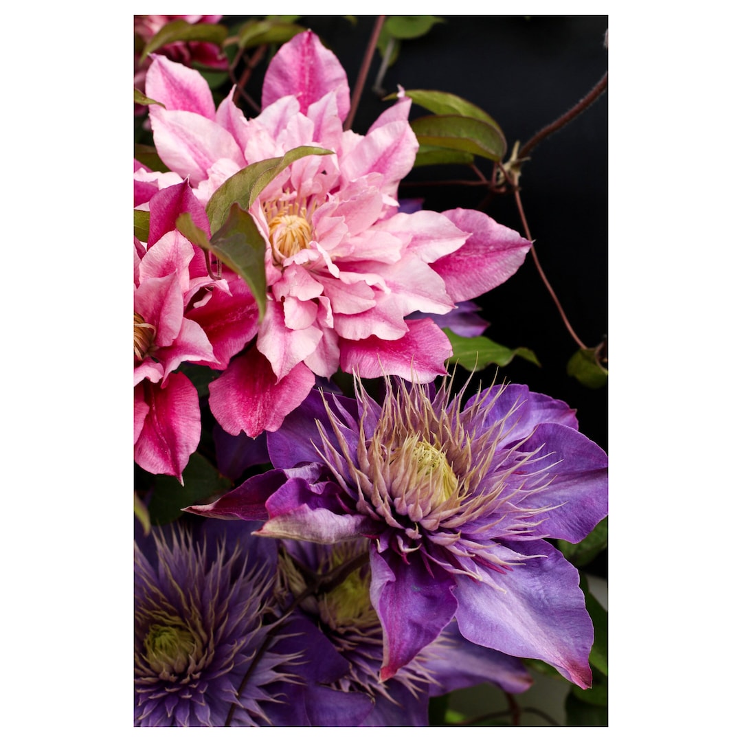 Pink Purple Clematis Vine Flower Duo Print Photography for Charming ...