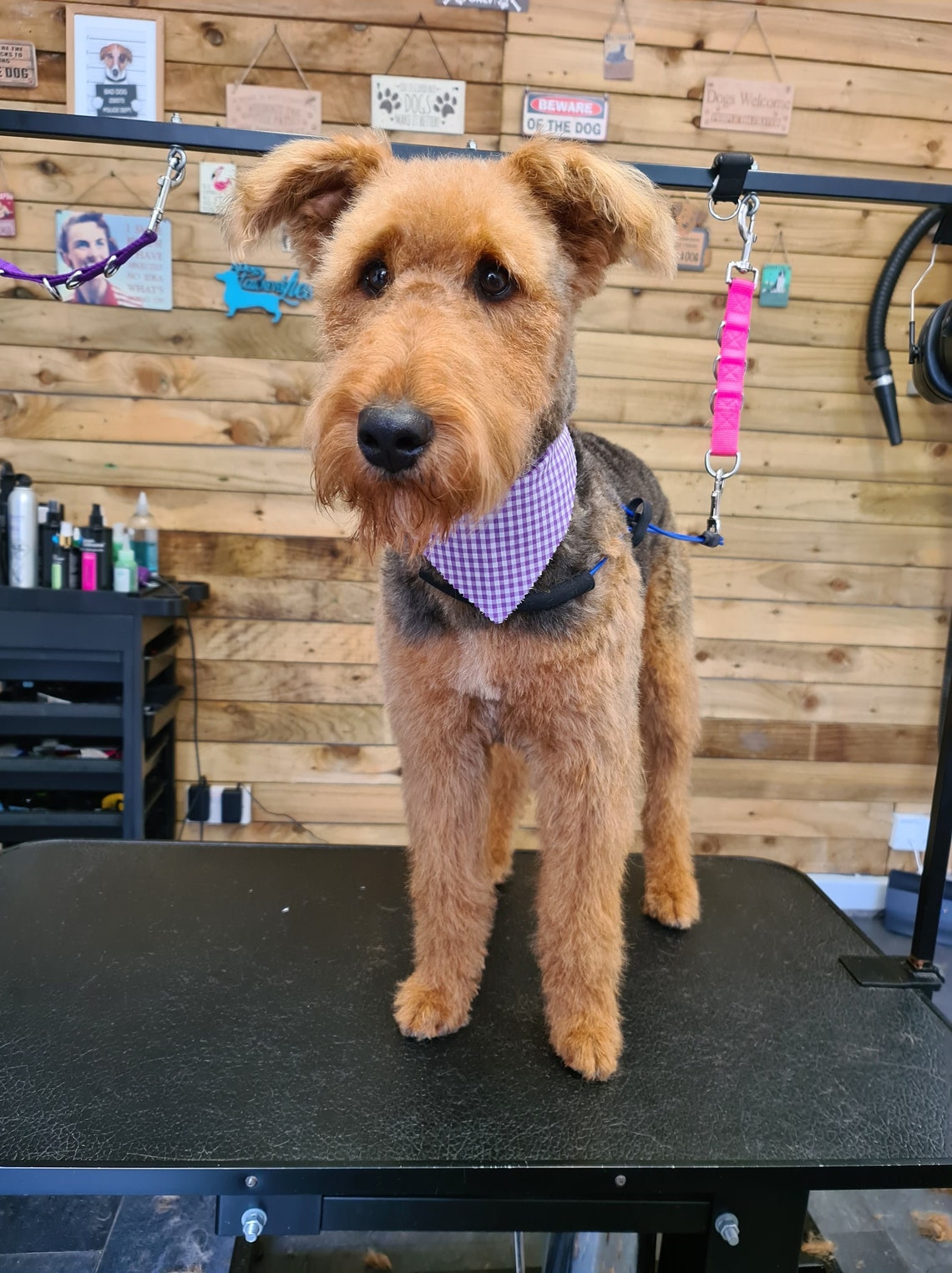 100 Tieback Dog Grooming / Groomers Bandanas Bulk | Etsy