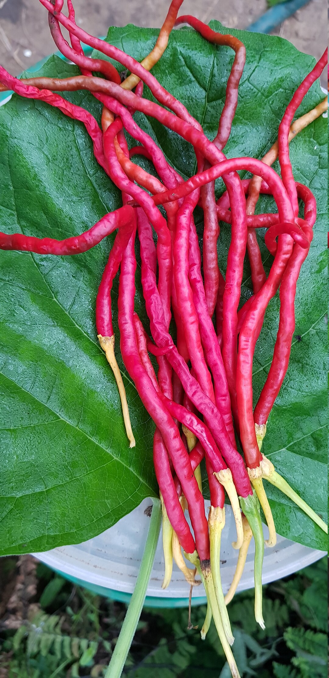 Chilli Thunder Mountain Longhorn 10 Fresh Seeds - Etsy Canada