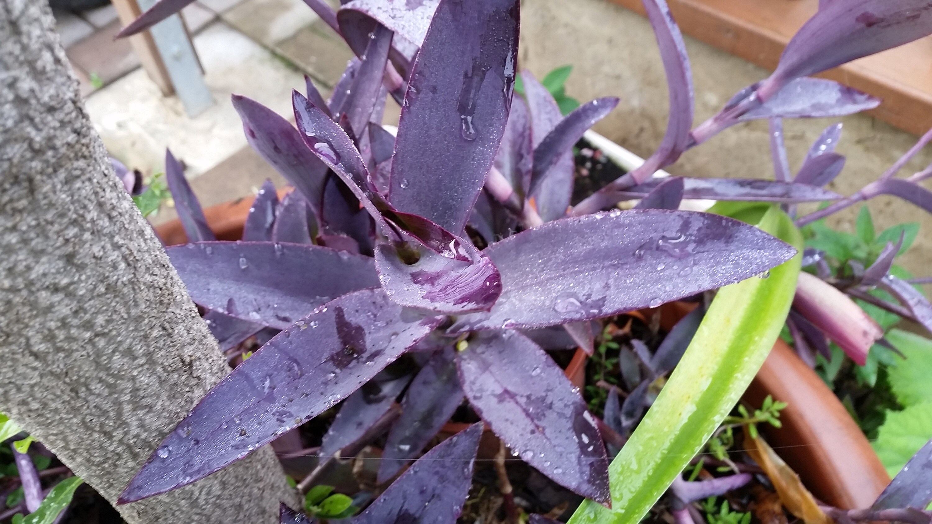Purple Heart Tradescantia Pallida Two Rootless Cuttings | Etsy UK