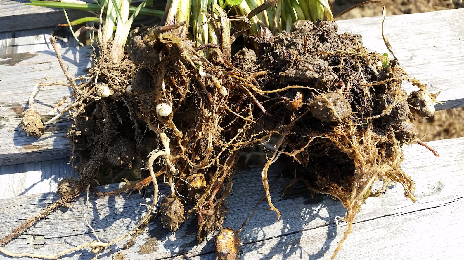 Tiger Nuts Cyperus Esculentus Earth Almond 50 G 130 Tubers - Etsy