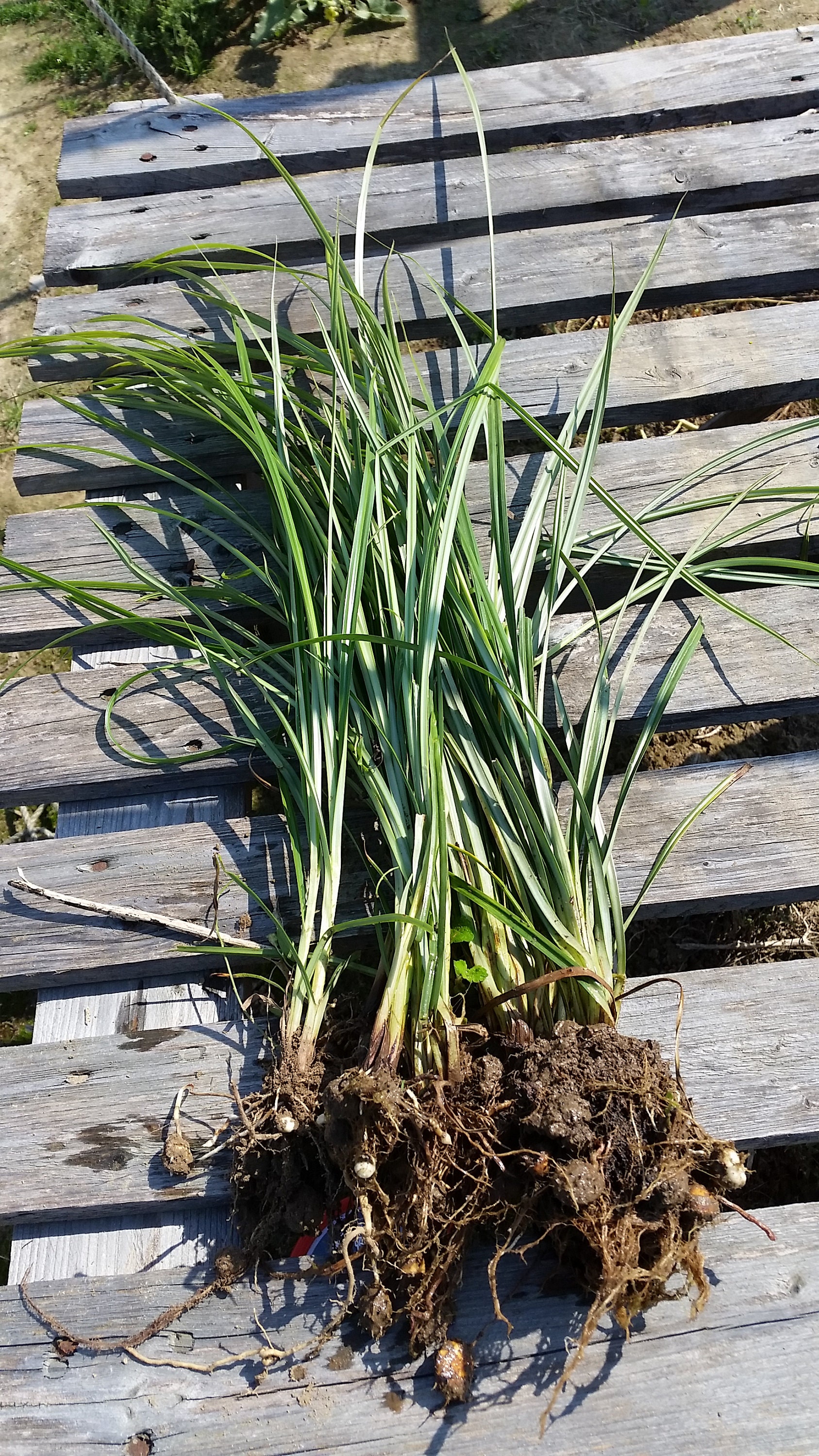 Tiger Nuts Cyperus Esculentus Earth Almond 50 G 130 Tubers - Etsy