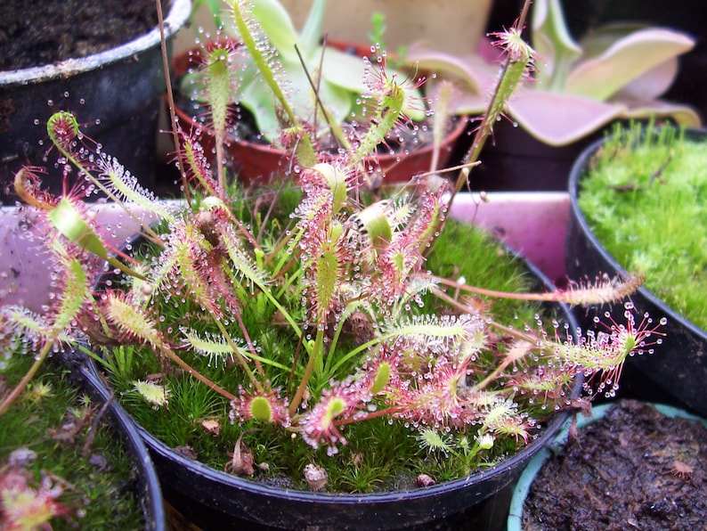 English Sundew Drosera Anglica 10 Fresh Seeds Hardy Carnivorous Plant ...