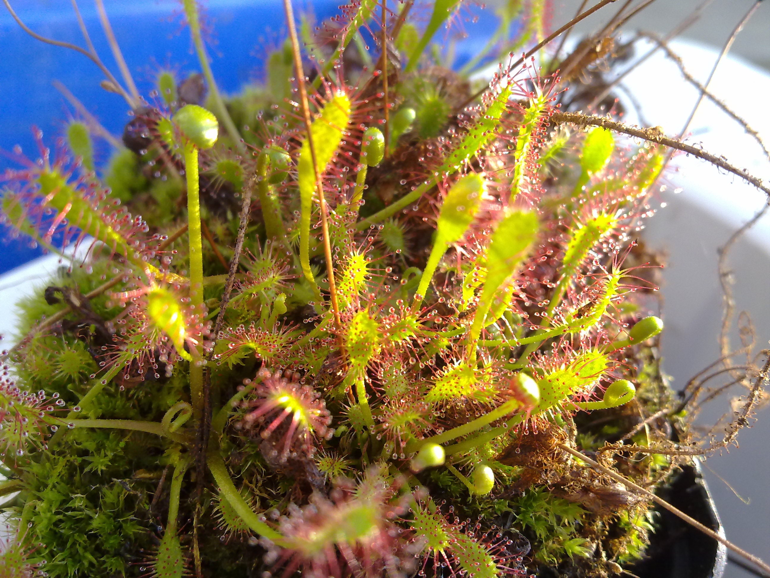 English Sundew Drosera Anglica 10 Fresh Seeds Hardy Carnivorous Plant ...