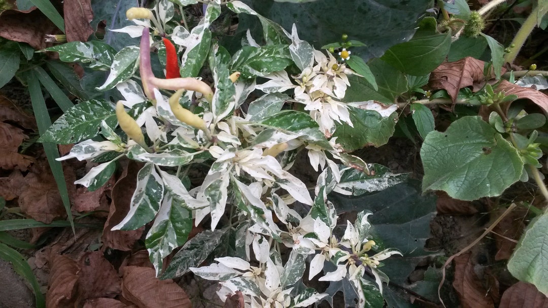 Chili variegata 'Uchu Cream' 10 graines fraîches - Etsy France