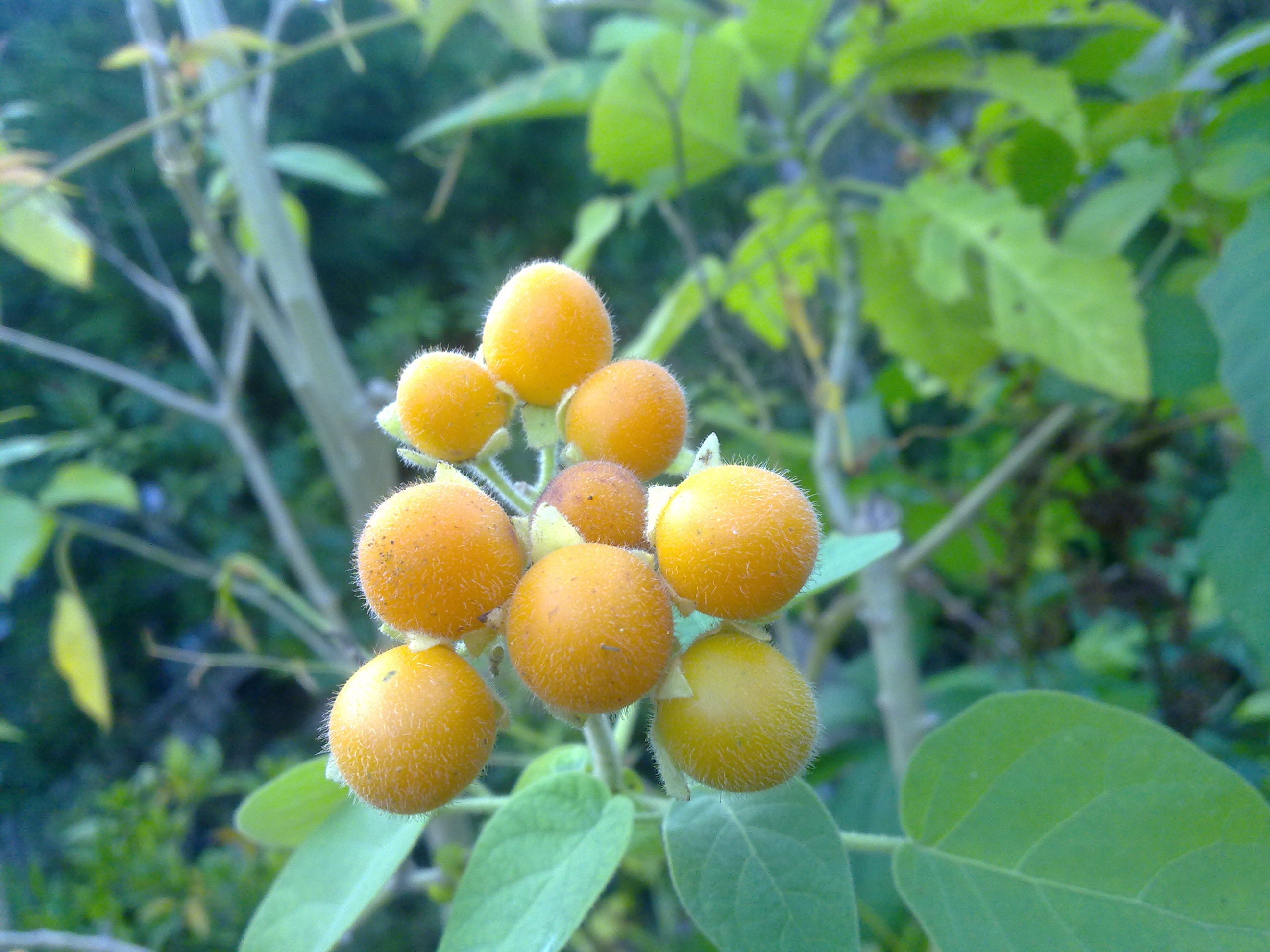 Dwarf Tamarillo Solanum Abutiloides 20 Fresh Seeds 2020 - Etsy Australia