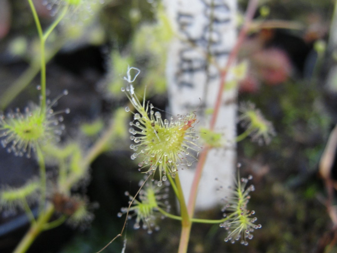 Drosera peltata tuberous sundew carnivorous plant 10 fresh seeds - Etsy 日本
