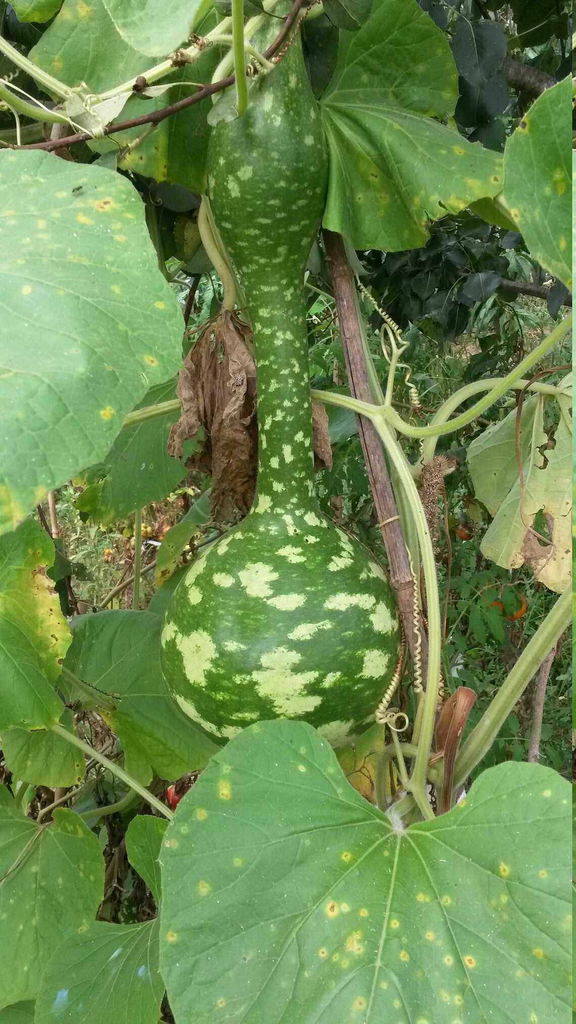 Lagenaria Siceraria Bottle Gourds 10 Seeds | Etsy