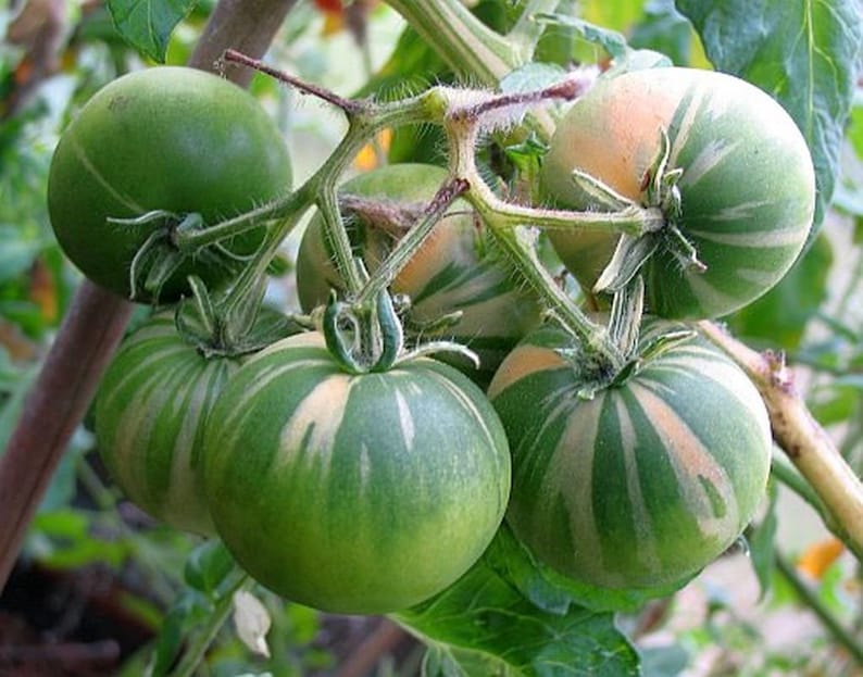 Variegated Tomato 10 Fresh Seeds - Etsy UK