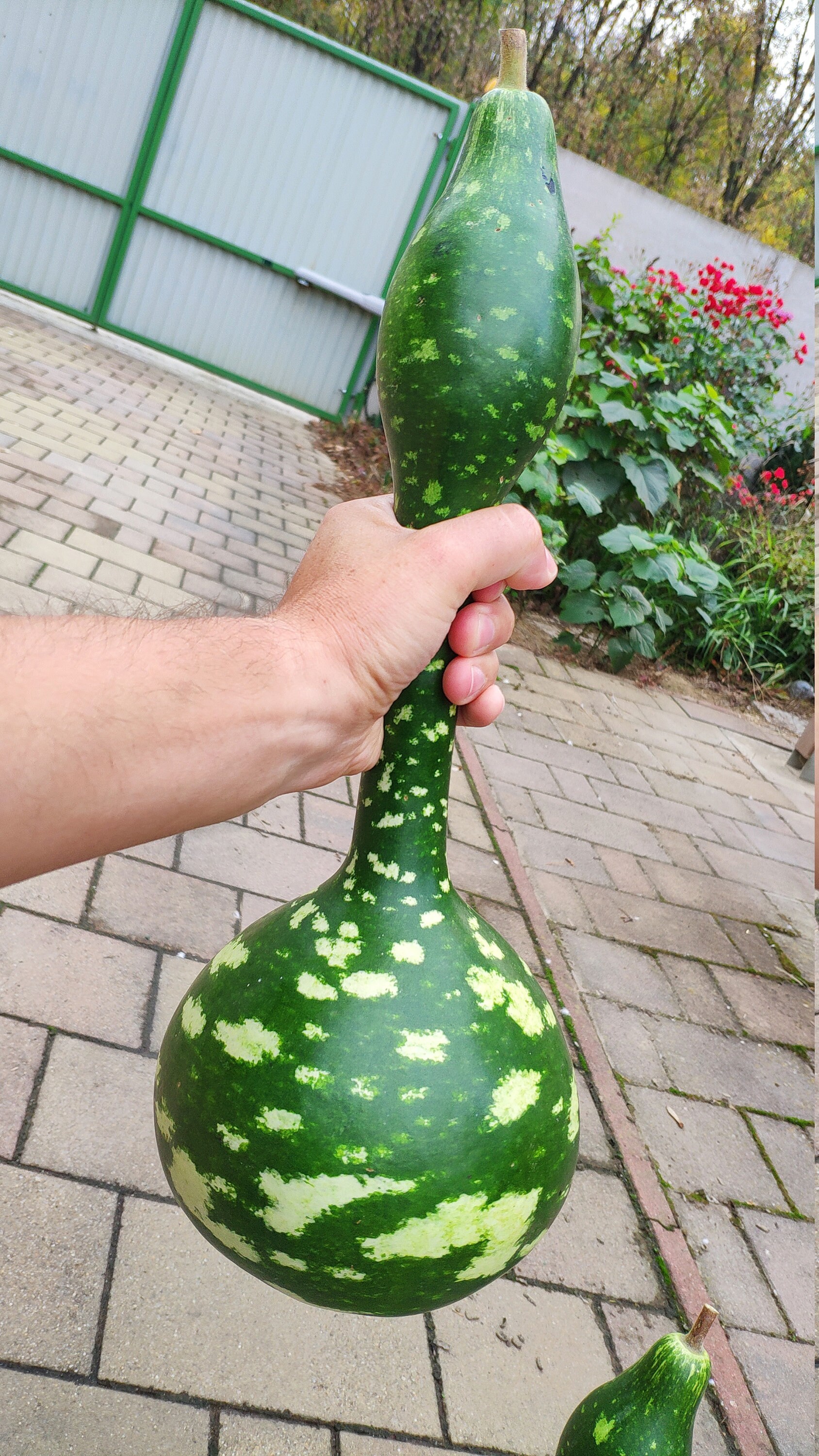 Lagenaria Siceraria Bottle Gourds 10 Seeds - Etsy