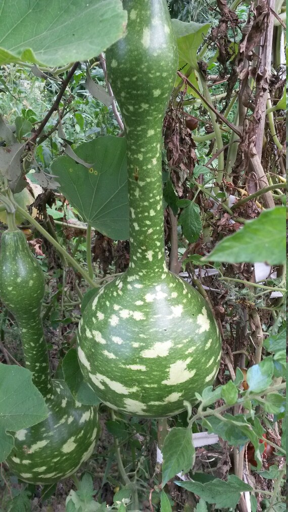 Lagenaria Siceraria Bottle Gourds 10 Seeds | Etsy
