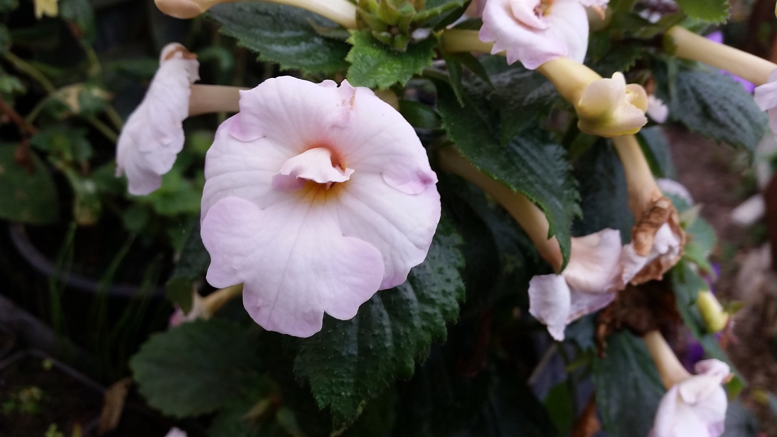 Achimenes 'Charm' 1 rhizome Floral & Garden Crafts Craft Supplies ...