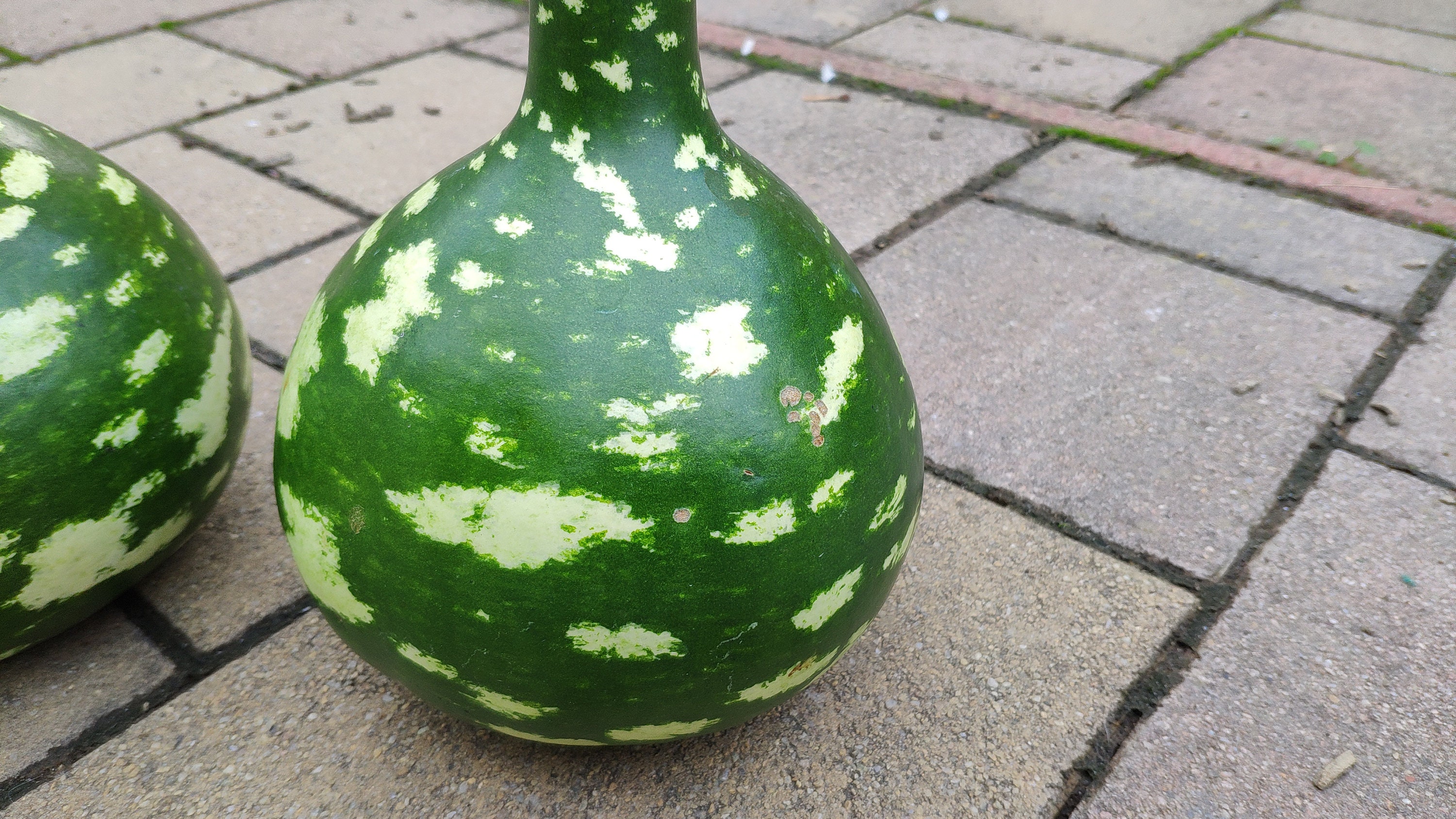 Lagenaria Siceraria Bottle Gourds 10 Seeds - Etsy