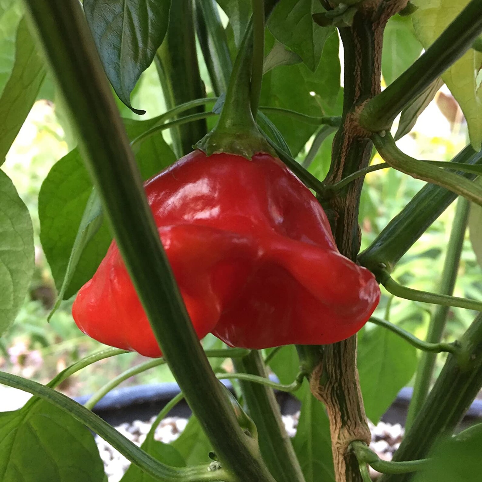 Capsicum baccatum 'Bishop's crown' 10 fresh seeds | Etsy