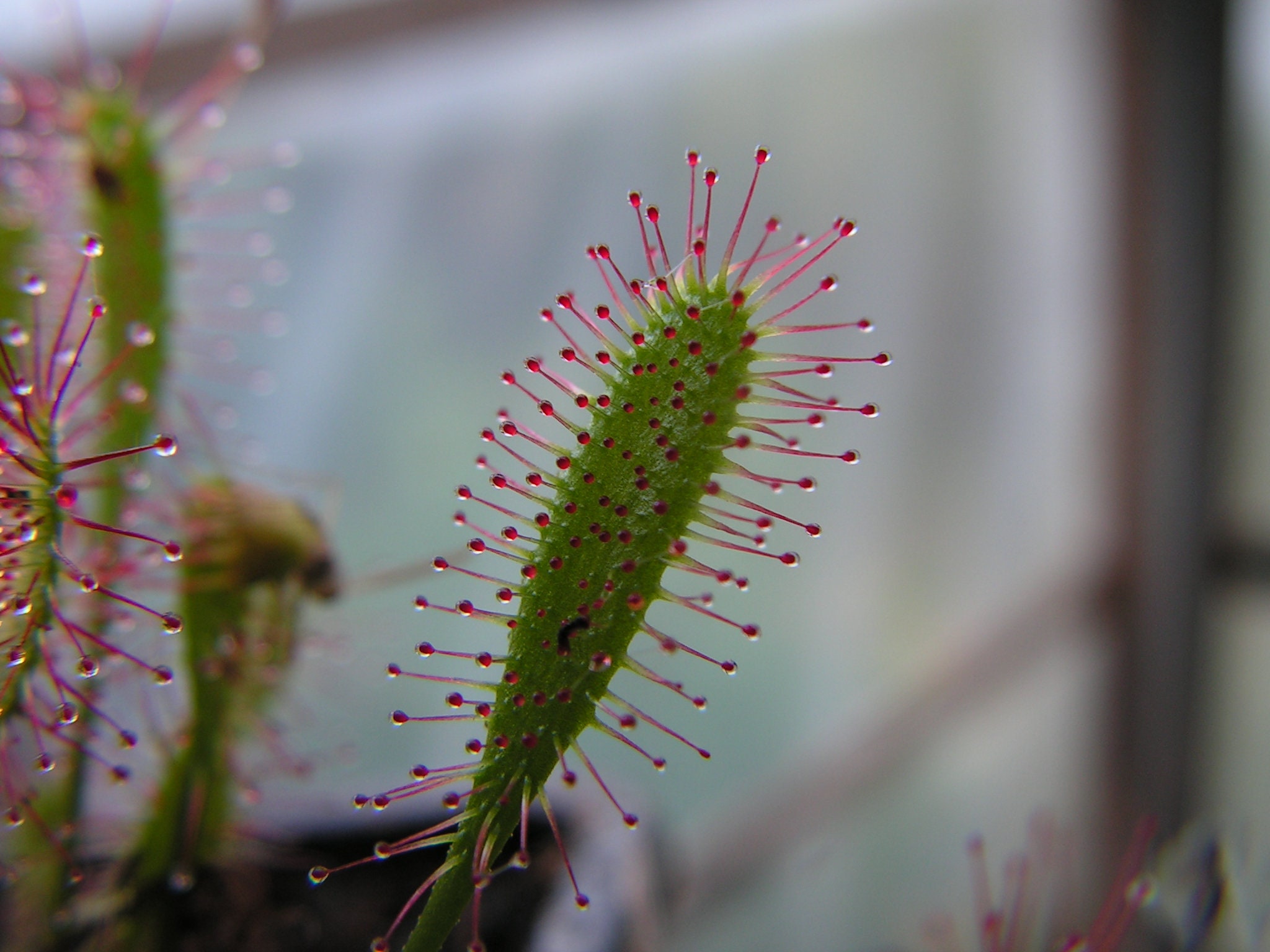 English Sundew Drosera Anglica 10 Fresh Seeds Hardy Carnivorous Plant ...