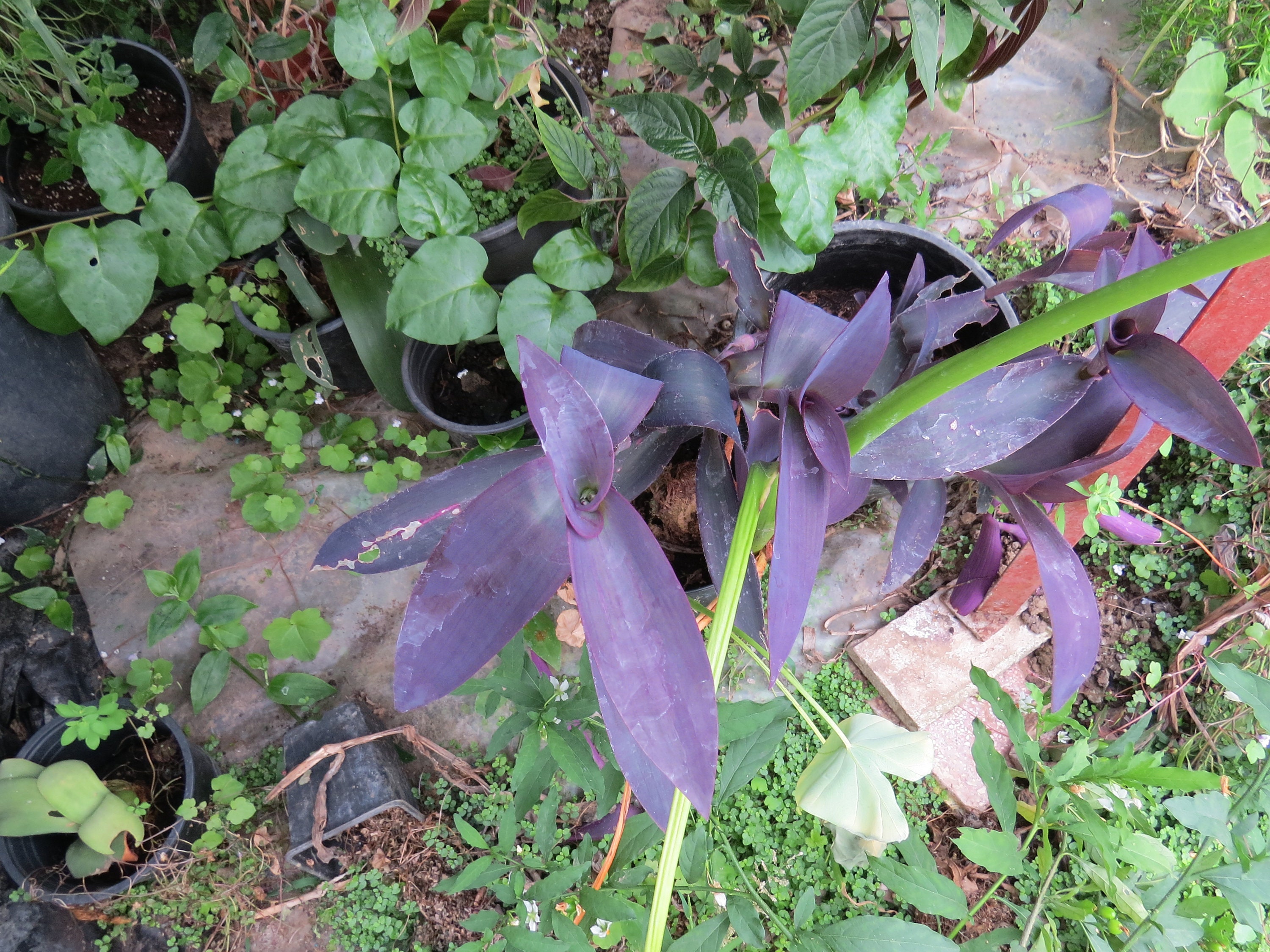 Purple Heart Tradescantia Pallida Two Rootless Cuttings | Etsy UK