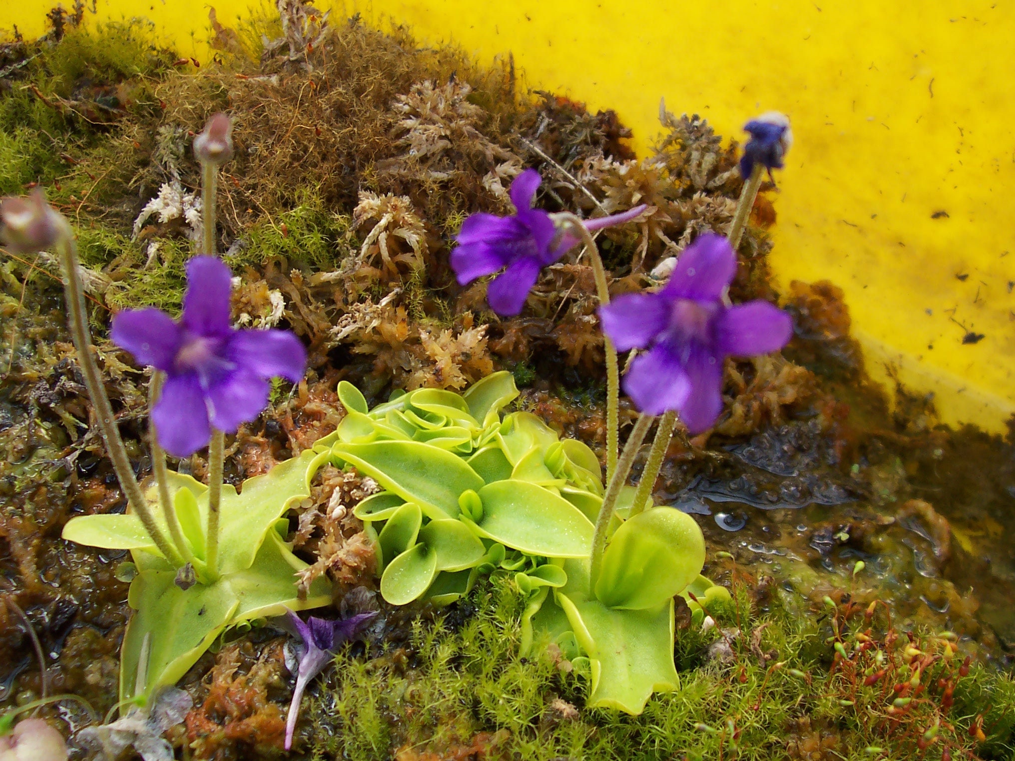 Pinguicula Grandiflora