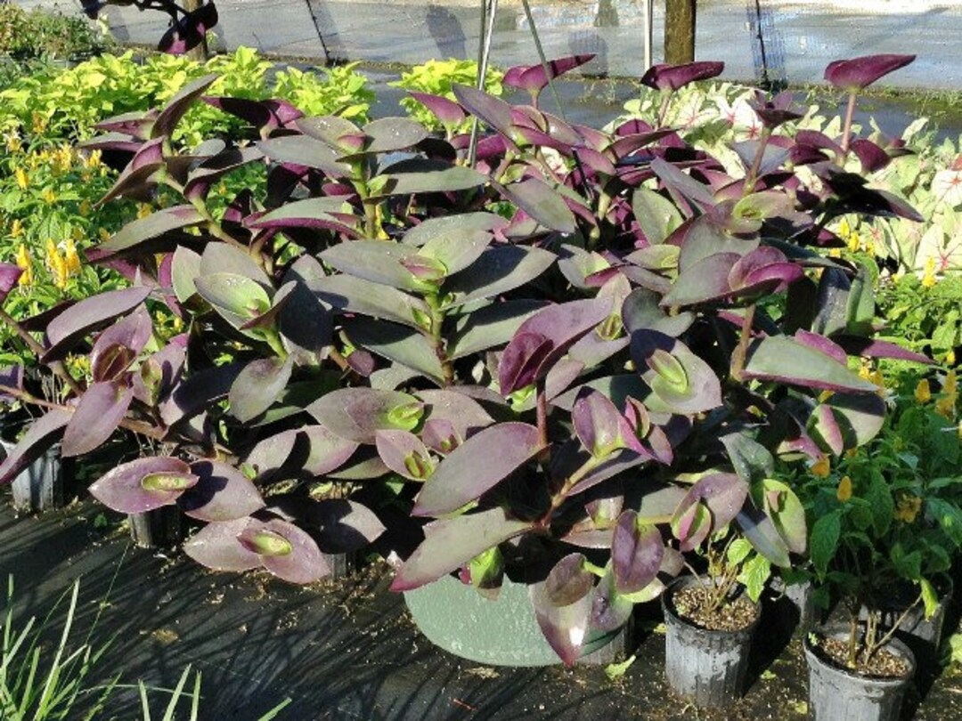 Purple Heart Tradescantia Pallida 'pale Puma' Two Rootless Cuttings ...