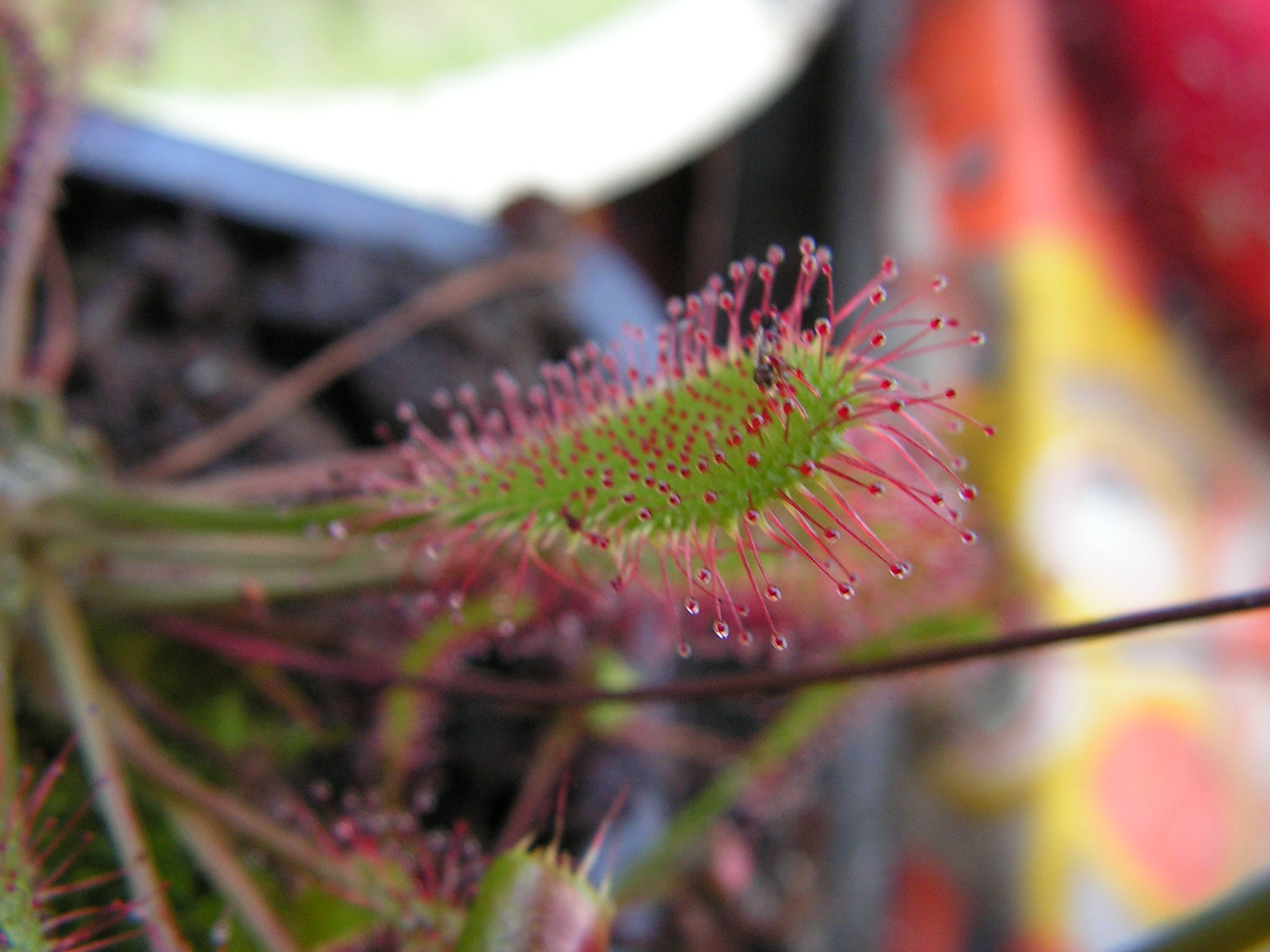 English Sundew Drosera Anglica 10 Fresh Seeds Hardy Carnivorous Plant ...