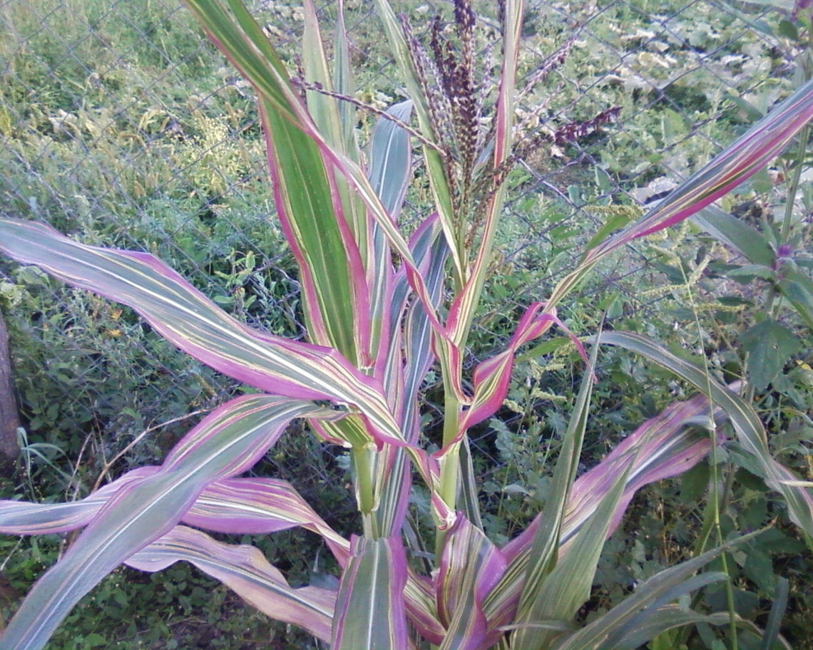 Zea Mays Variegata 10 Fresh Seeds From My Own Garden | Etsy Canada