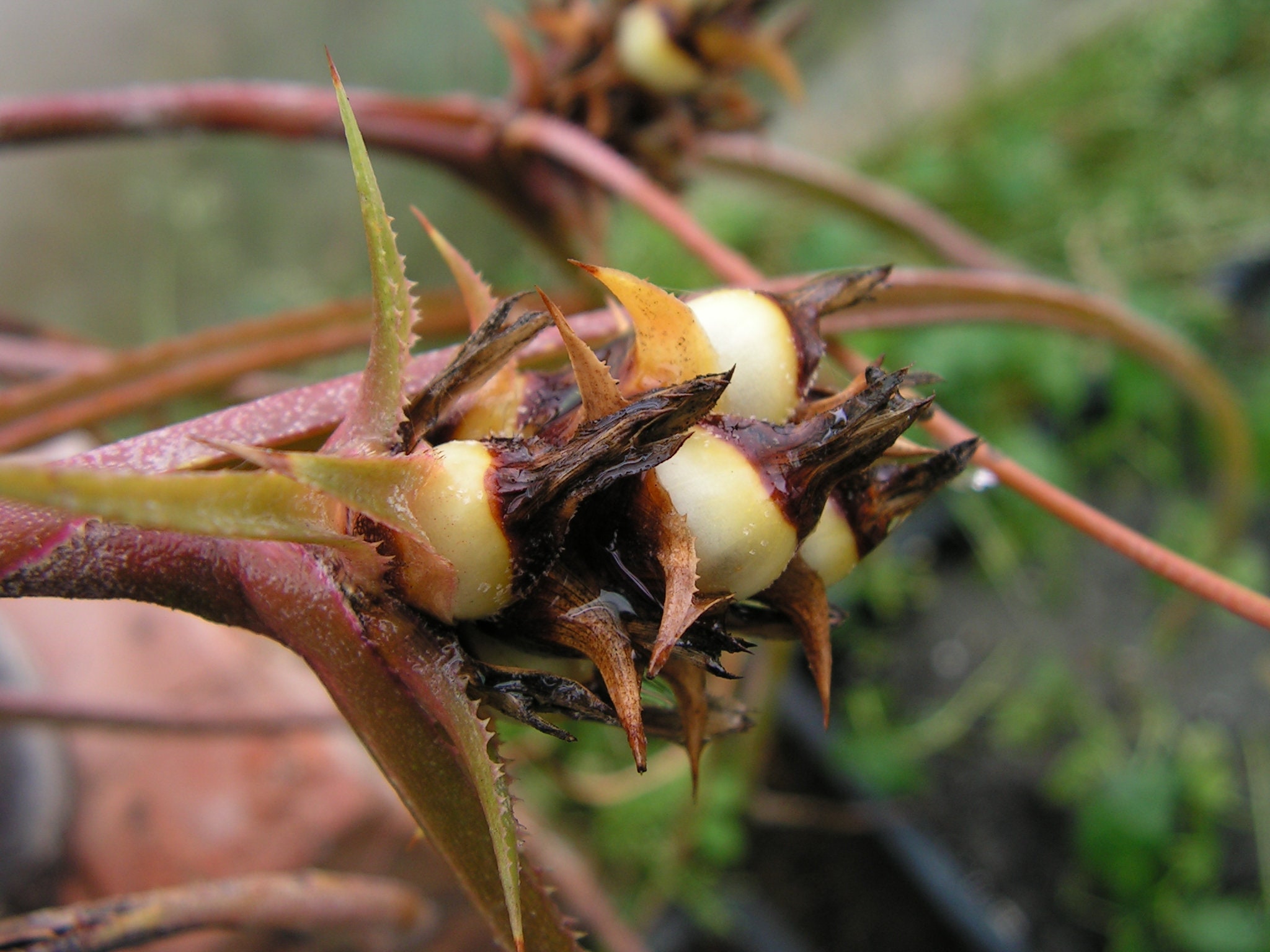 Pinecone Bromeliad acanthostachys Strobilacea Edible - Etsy Canada