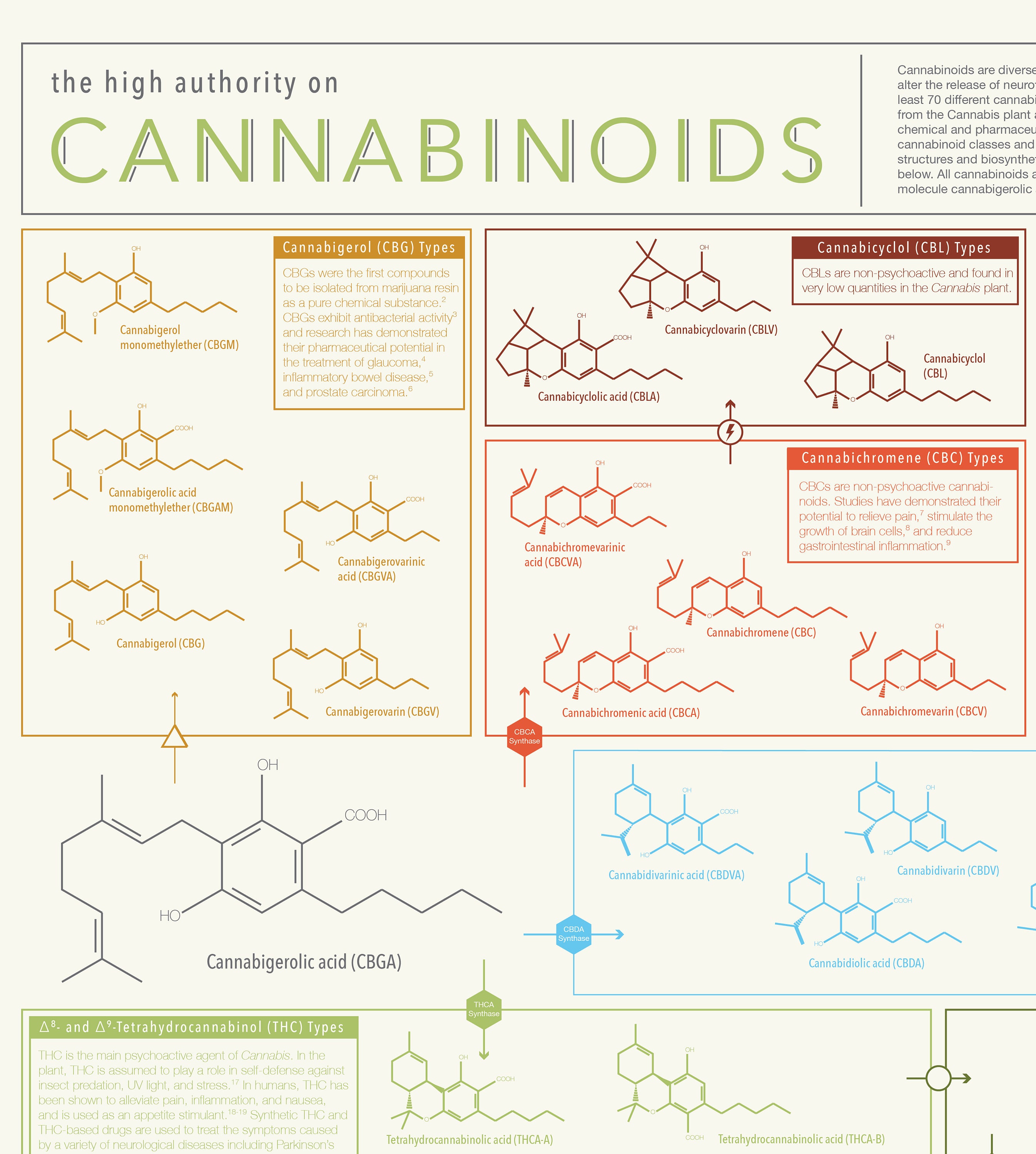 Buy Poster: the High Authority on Cannabinoids Online in India - Etsy