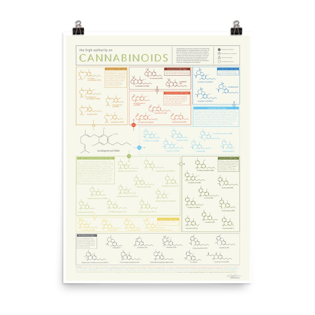 Poster: the High Authority on Cannabinoids - Etsy
