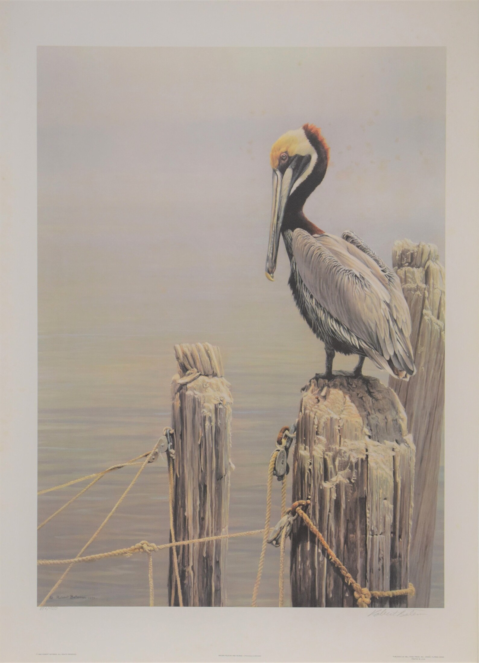 Brown Pelican and Pilings Limited Numbered Lithograph by Robert Bateman ...